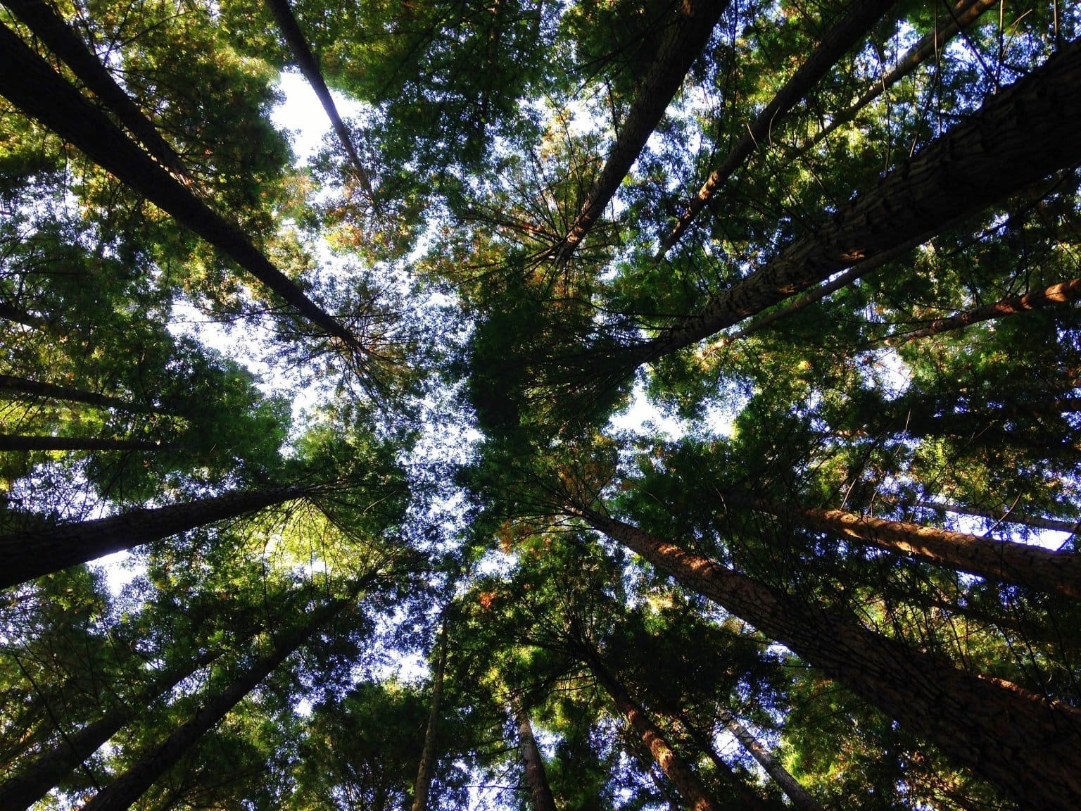Arbor Day and Air Pollution - IAQ.Works